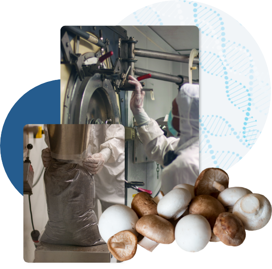 Commercial Mushroom Growing Products | Amycel and Spawn Mate